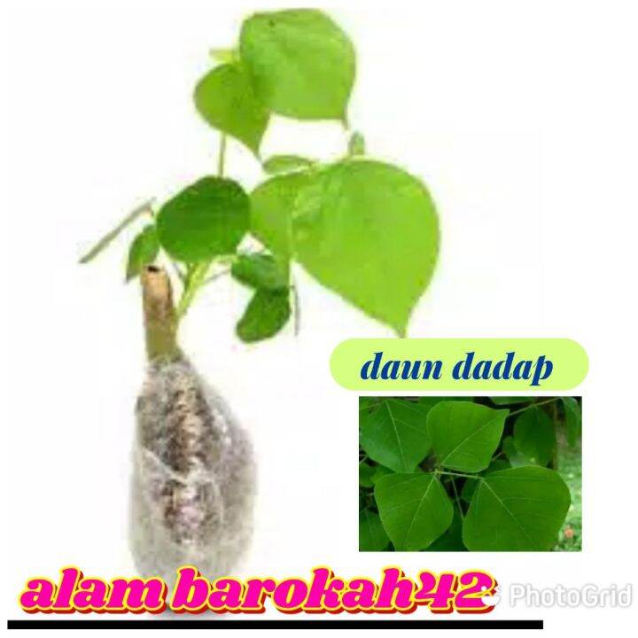Daun Dadap 500 gram fresh segar obat herbal | Lazada Indonesia