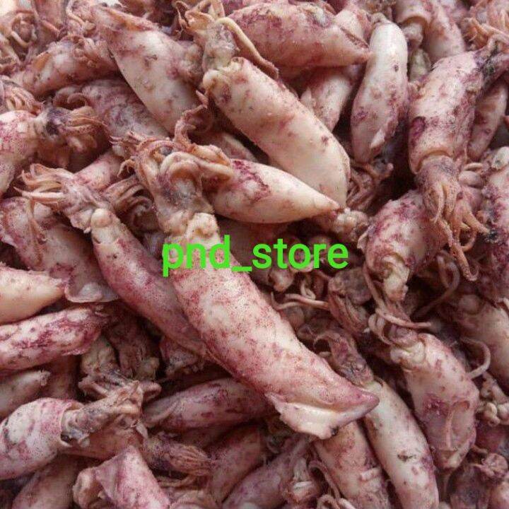 cumi telor asli khas pangandaran 250 gram | Lazada Indonesia