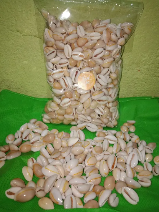 500grams sigay Sea shells l cowry Sea shells for sungka | Lazada PH