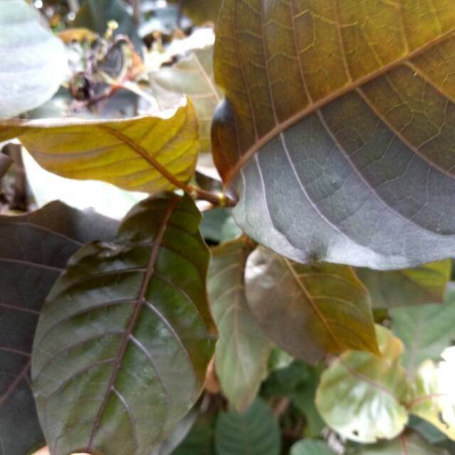 Jual Daun Handeleum Daun Unggu Fres Segar 250 Gram | Lazada Indonesia