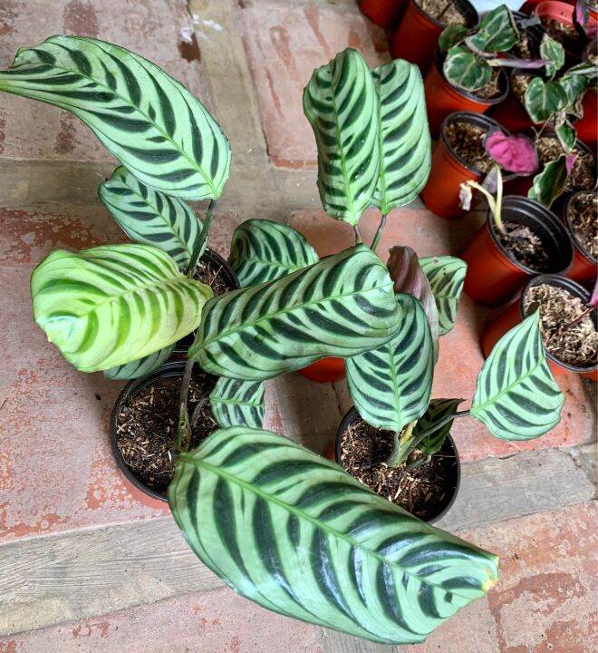 Calathea Fishbone Burle - Marxii | Lazada PH
