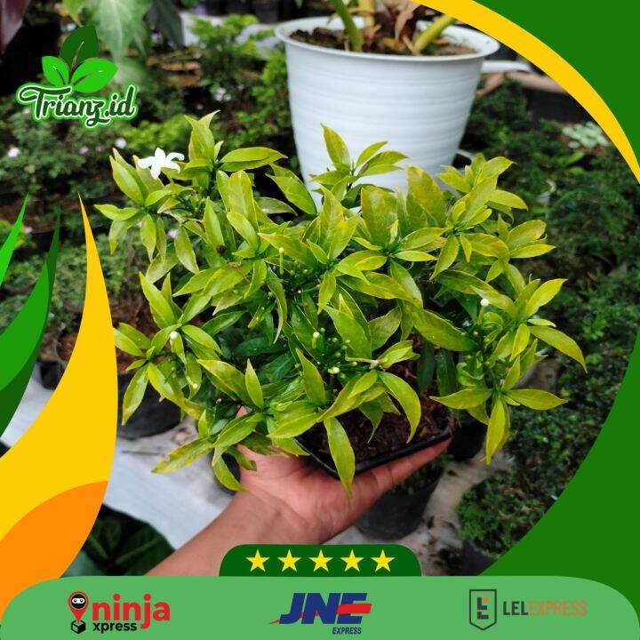 bonsai tanaman melati mini | Lazada Indonesia