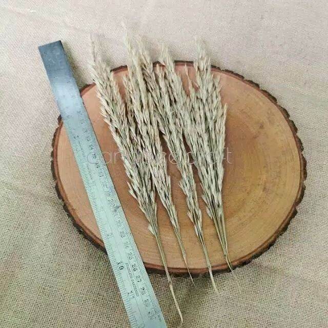 Bunga Kering Aesthetic Dried Flower Helai Pampas Reed Rustic | Lazada ...