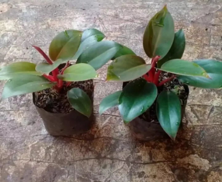 Tanaman hias philodendron red congo - Philo congo red | Lazada Indonesia