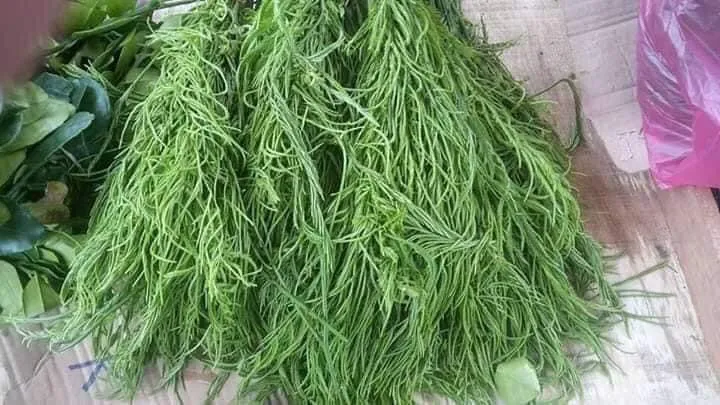 Pokok ulam cha om - berbau petai | Lazada