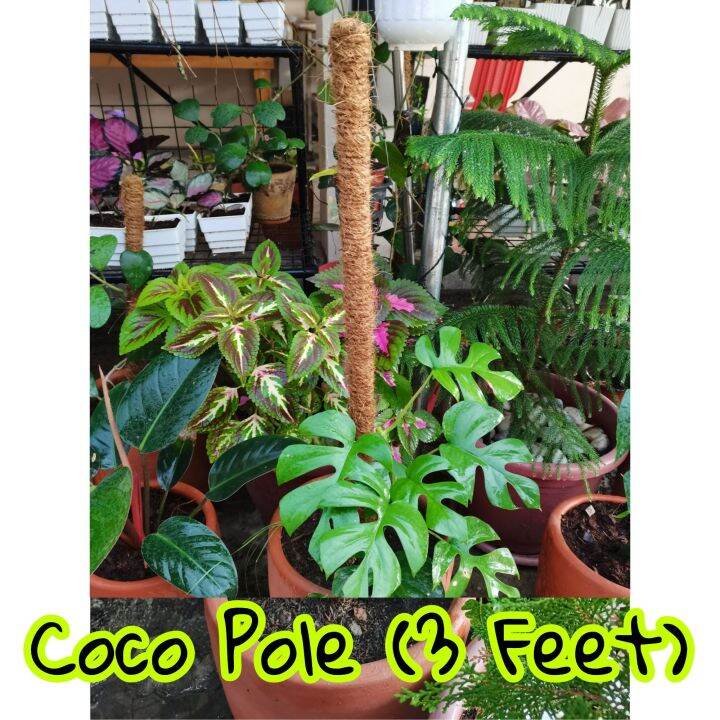 Coco Pole (3 Feet) Best pole for Tall and vining plants Coco Pole (3 ...