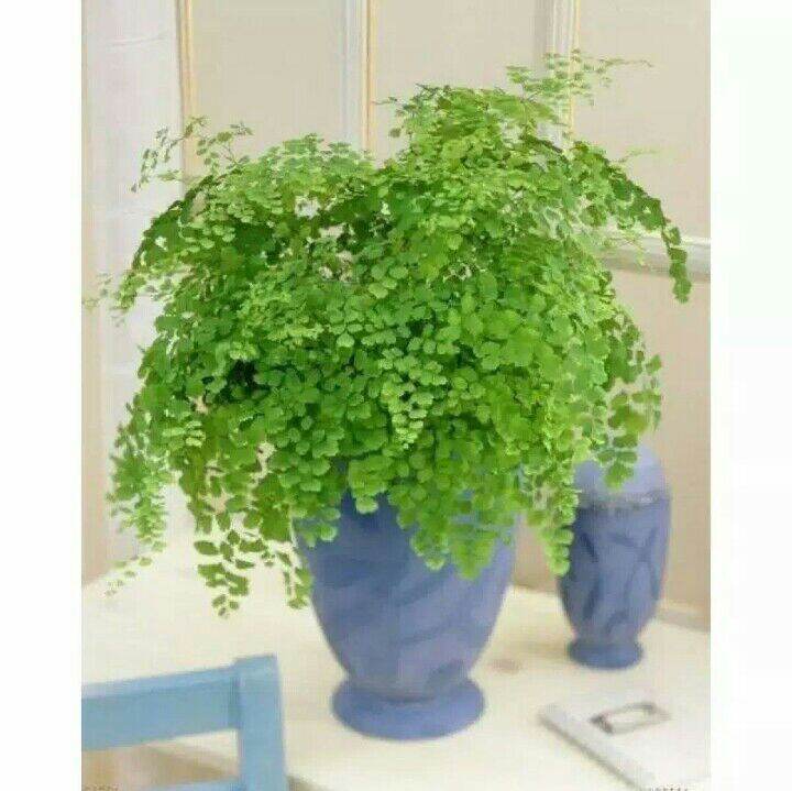 Tanaman suplir indah mempesona daun rimbun | Lazada Indonesia