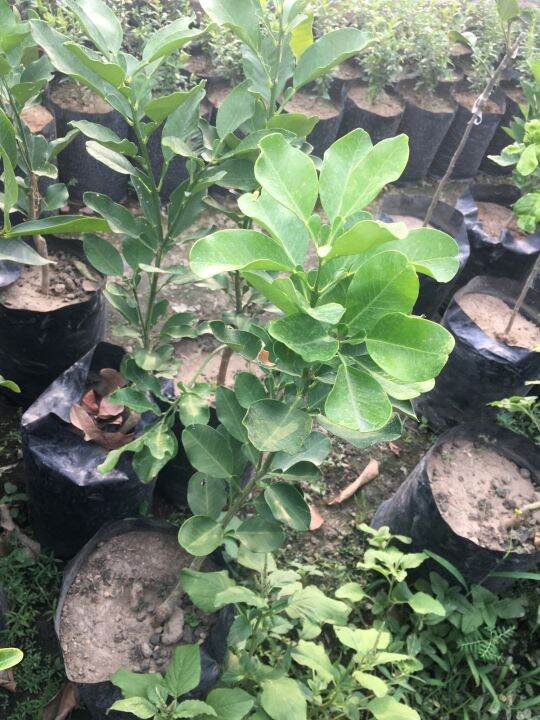 Davao Suha in big seedling bag. | Lazada PH