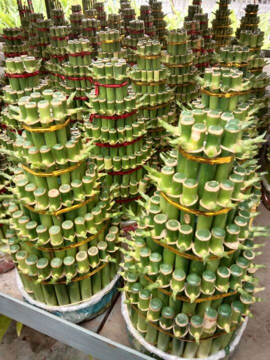 Bambu Hoki Pagoda 5 Tingkat / Sri Rejeki / Bambu Hoky /Tanaman Indoor ...