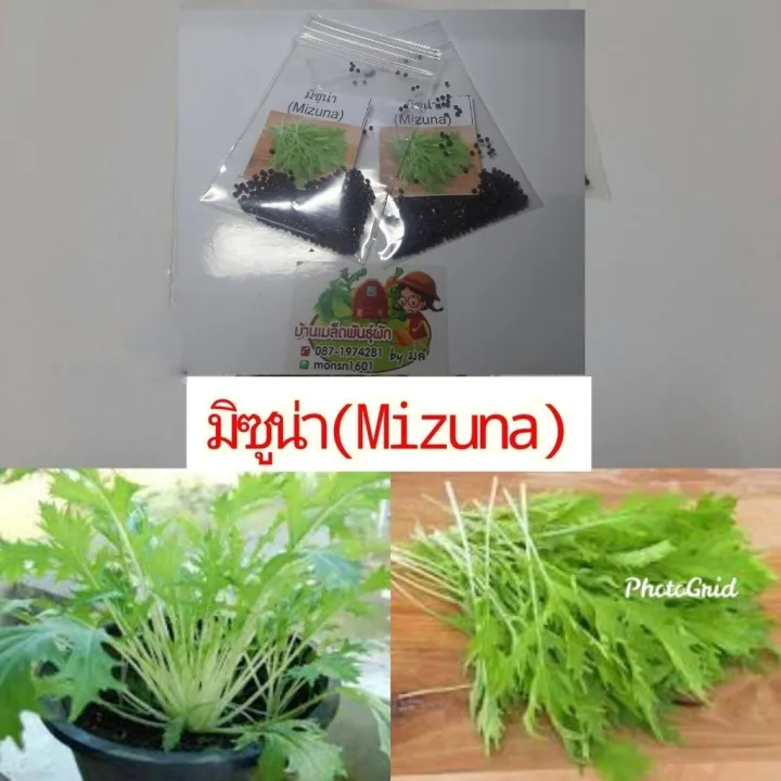 เมล็ดพันธุ์ผัก มิซูน่า (Mizuna) 100-150เมล็ด | Lazada.co.th