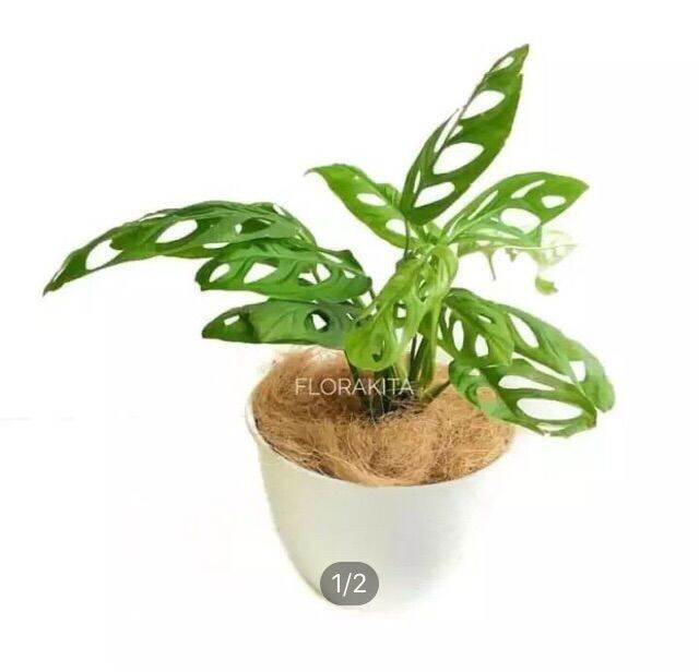 Tanaman Hias Monstera adansonii - Tanaman Janda Bolong | Lazada Indonesia