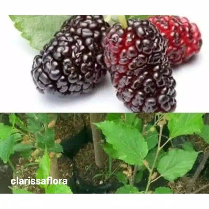 TANAMAN BUAH MURBERRY - pohon mulberry | Lazada Indonesia