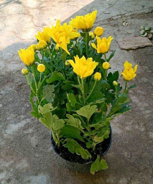aster kuning isi 1pohon | Lazada Indonesia
