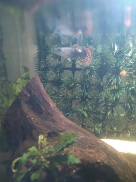 Guppy cobra slayer | Lazada Indonesia
