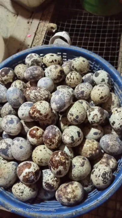 telur puyuh fresh/90 butir | Lazada Indonesia