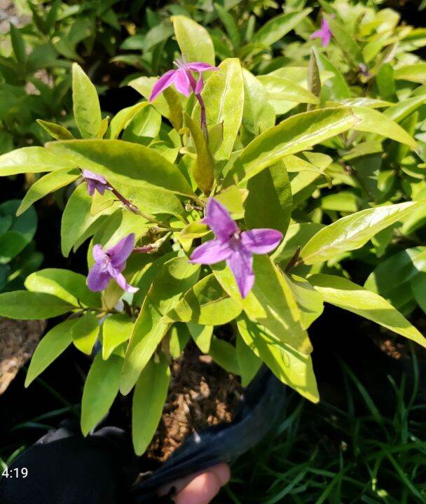 Purple Angel Plant | Lazada PH