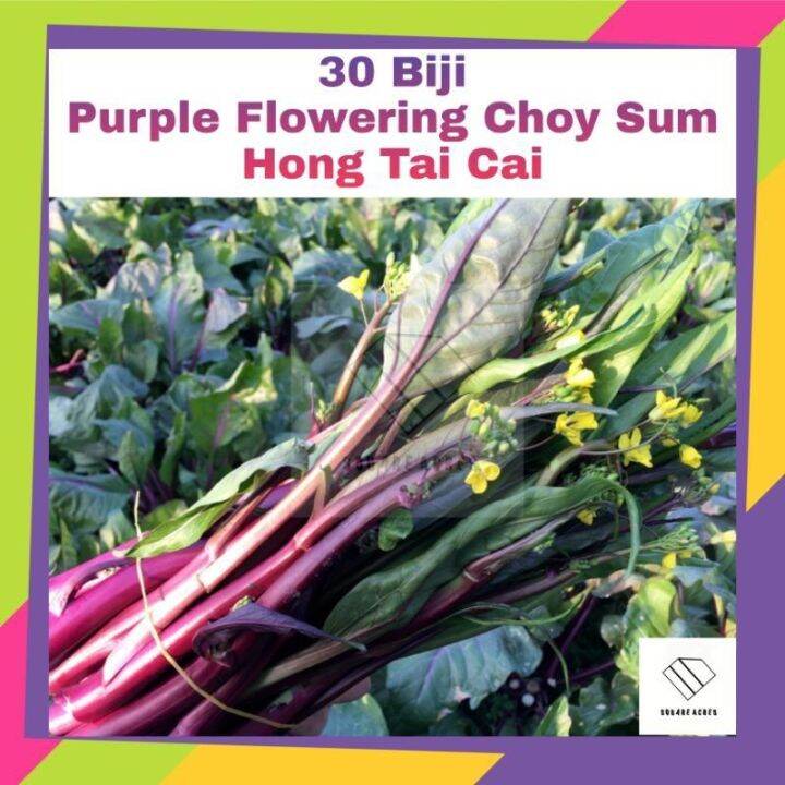 {Rare} 30 Biji Benih Purple Choy Sum Flower Hong Cai Tai | Lazada