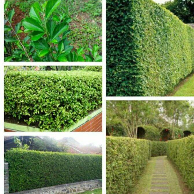 tanaman hias_pohon hias teh tehan | Lazada Indonesia