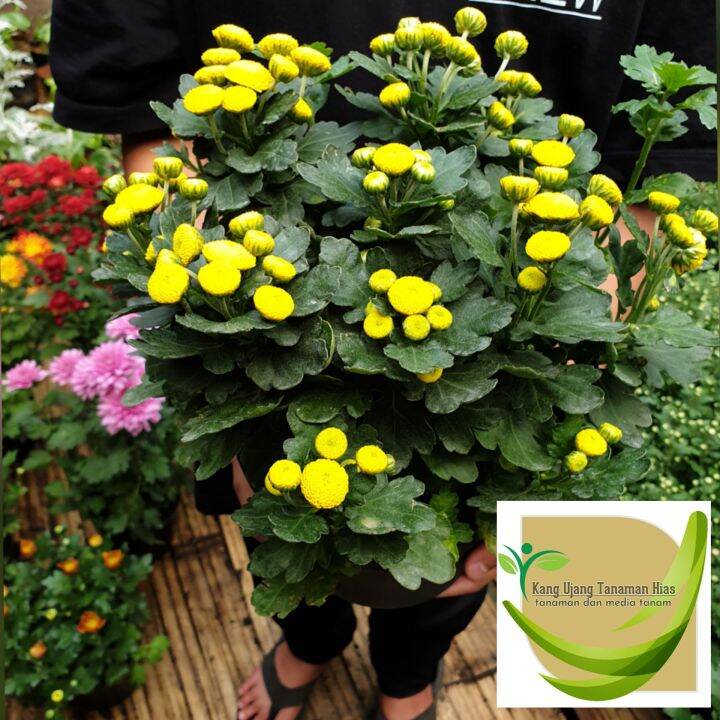 KRISAN ASTER POM POM KUNING BIBIT SUPER | Lazada Indonesia