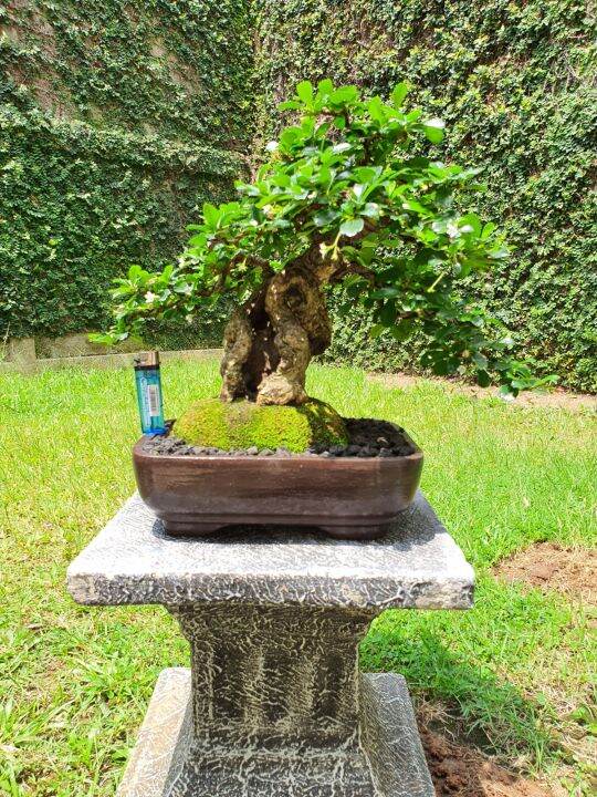 Bonsai Hokianti Hokiantea Hokian Tea | Lazada Indonesia