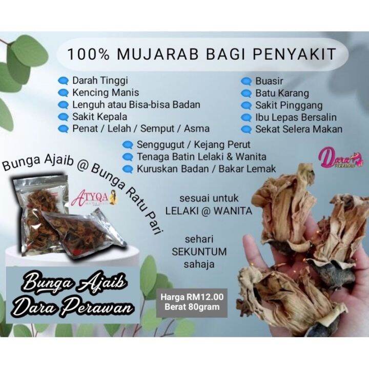 BUNGA RATU PARI/ BUNGA MUKMIM GRED AAA | Lazada
