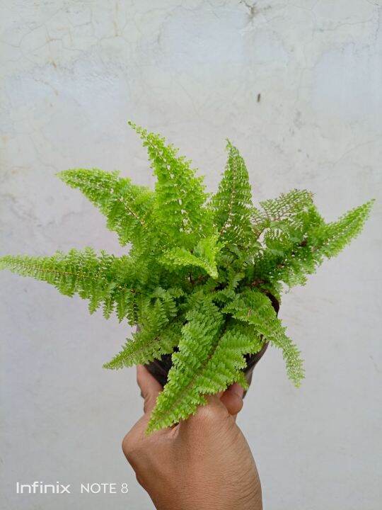 tanaman hias Pakis embun | Lazada Indonesia