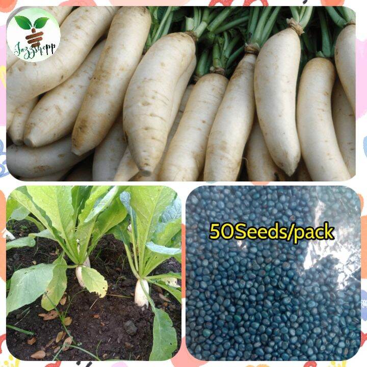 Labanos / Radish Vegetables Seeds (Repack) | Lazada PH