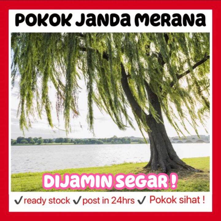 RINA • pokok janda merana • salix babylonica weeping willow tree ...