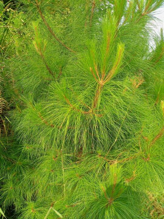 daun pinus hijau segar 1kg 20000 bisa untuk sarang burung,dekorasi ...