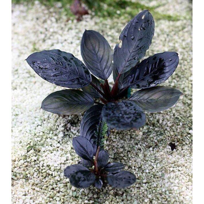 Bucephalandra sk skeleton king dark achilles tanaman aquascape | Lazada ...