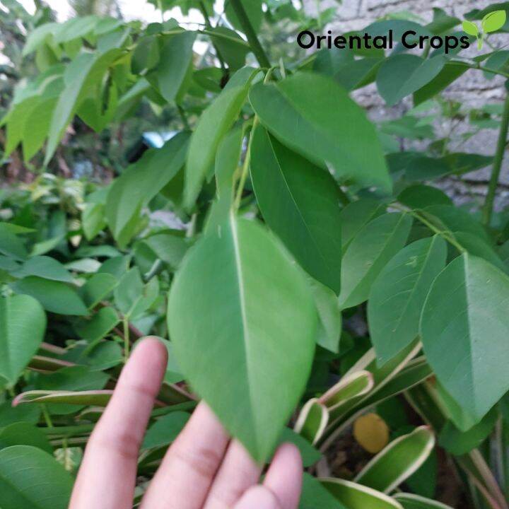 madre cacao kakawate dahon pantanim outdoor plant | Lazada PH