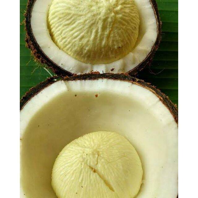 kentos kelapa cangkang/tombong kelapa | Lazada Indonesia
