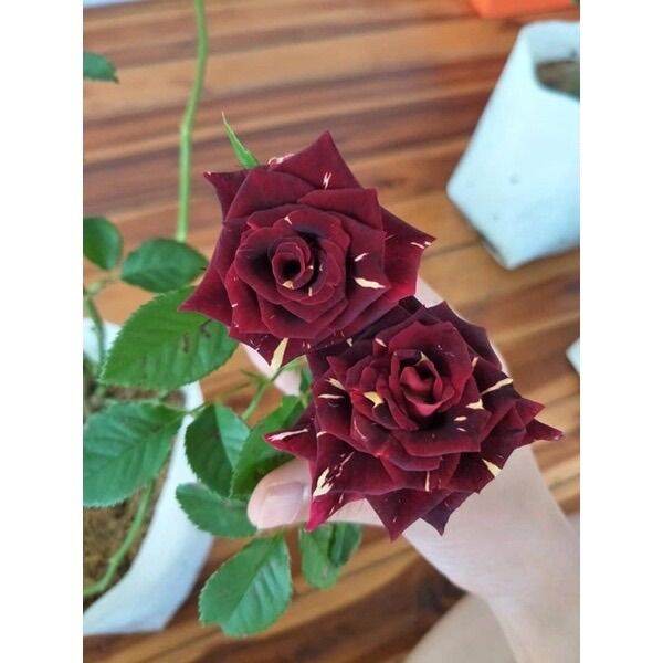 กุหลาบ wizard rose ดอกสวยมาก | Lazada.co.th