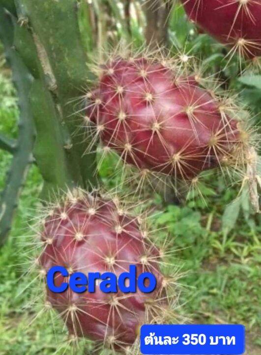 แก้วมังกรพันธุ์ Cerado | Lazada.co.th