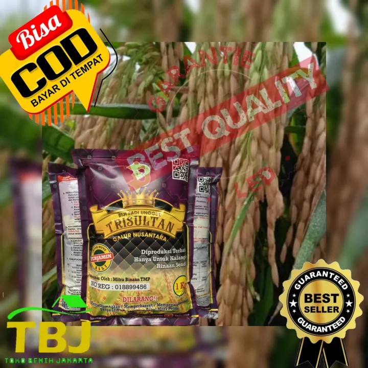 Benih Padi Tri Sultan Genjah / Biji Padi Trisultan | Lazada Indonesia