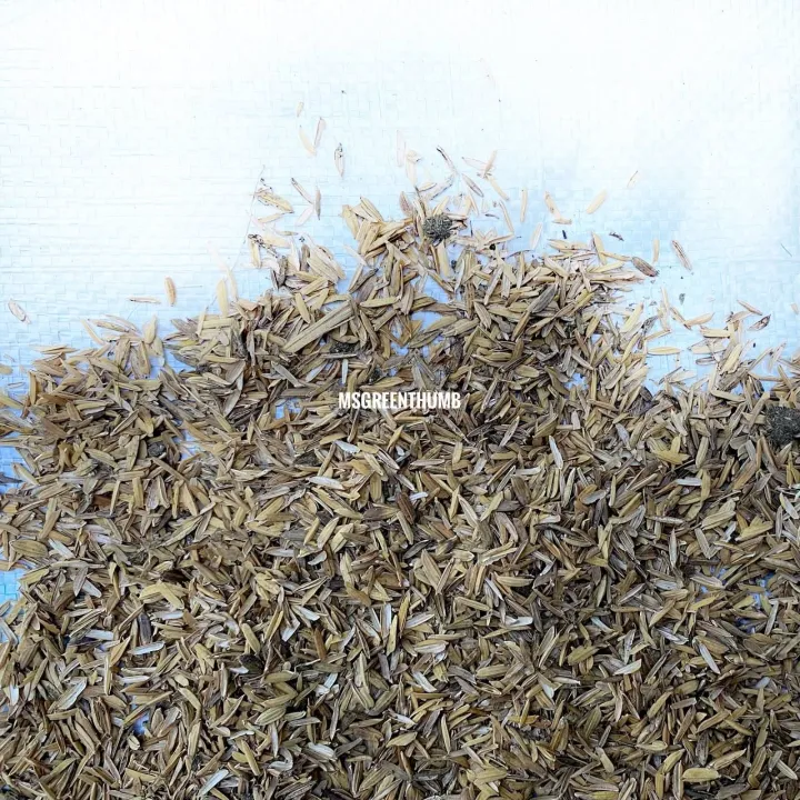 Aged Rice Hull/Bulok na Ipa — 200grams | Lazada PH
