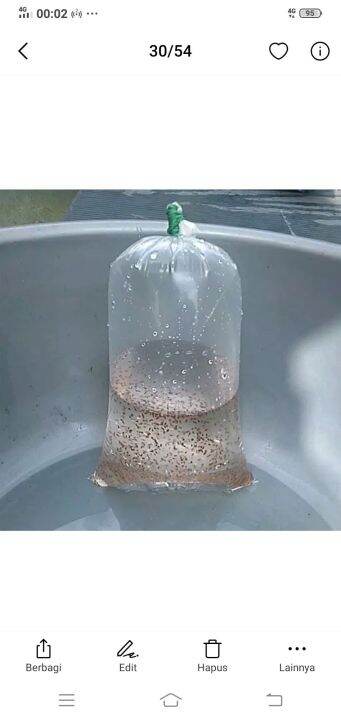 Daphnia Magna (Kutu Air Raksasa) Pakan Ikan Cupang | Lazada Indonesia