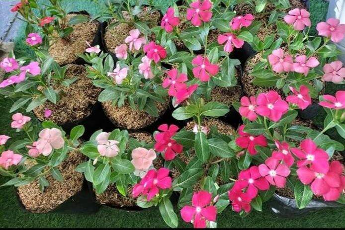 chichirika plant different collors live plant stable. mganda mbilis ...