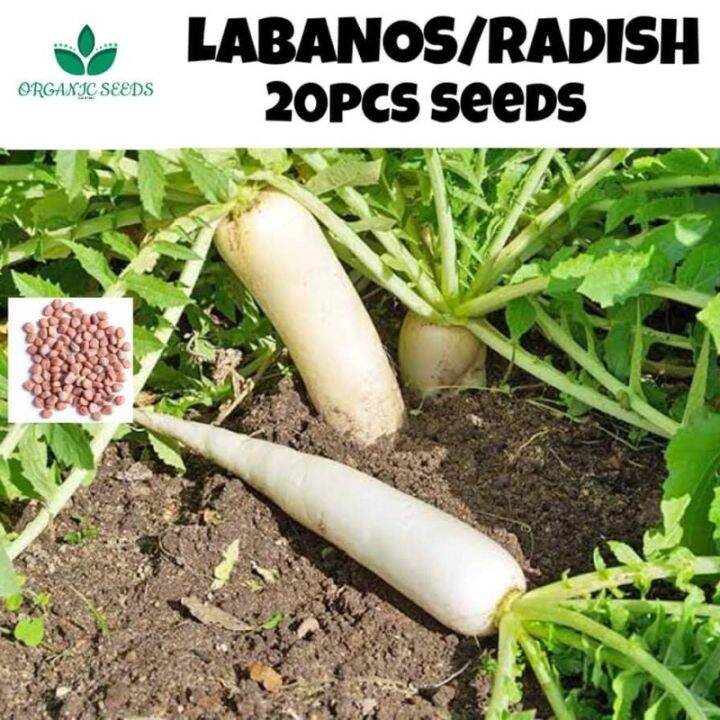 Labanos/Radish(15pcs seeds) | Lazada PH