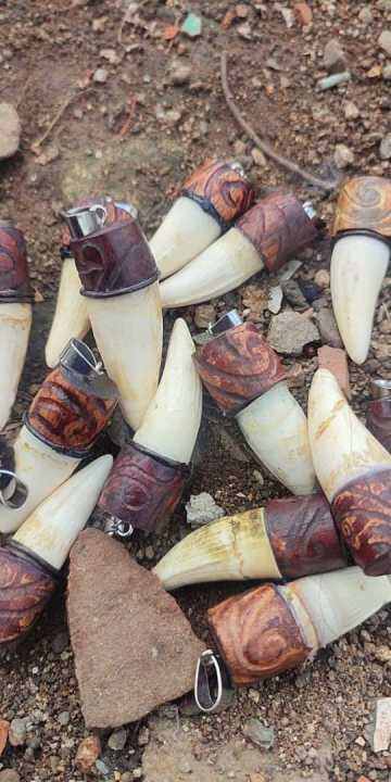 kalung taring buaya 100% bukan taring babi atau batu temuan | Lazada ...