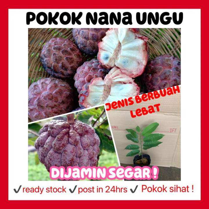 RINA • pokok Nona ungu • apple custard purple live plant fruit sapling ...