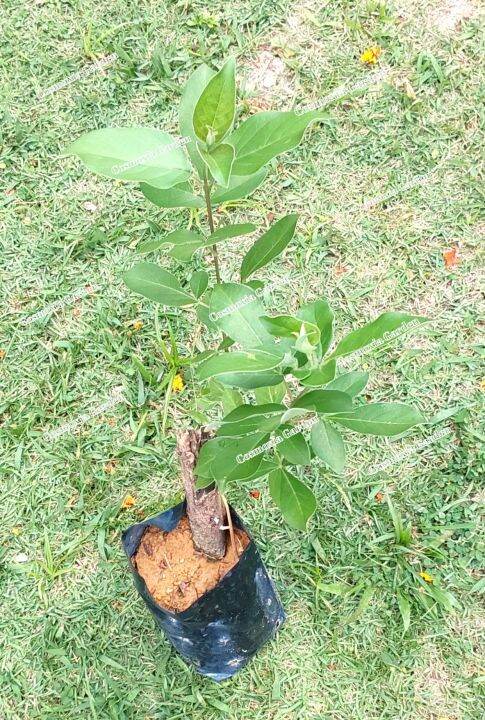 Pokok Bunga Kelulut / Nochi / Chinese Chaste Tree | Lazada