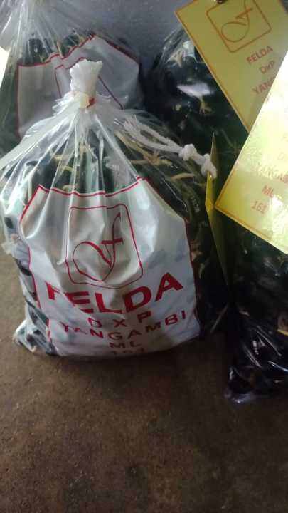 Benih kelapa sawit Felda DxP Yangambi ML161 | Lazada Indonesia