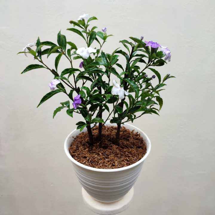 Bunga wangi Melati Mentomori | Lazada Indonesia