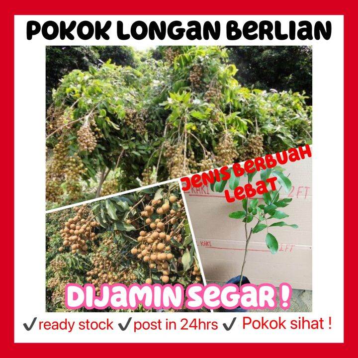 rina • anak pokok longan berlian • hybrid cepat berbuah live plant fruit sapling fruit tree ...