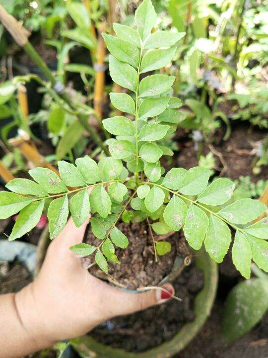 EPS 00000022032 Murraya koenigii / Curry Cuttings / Herb Seeds/ Herbal ...