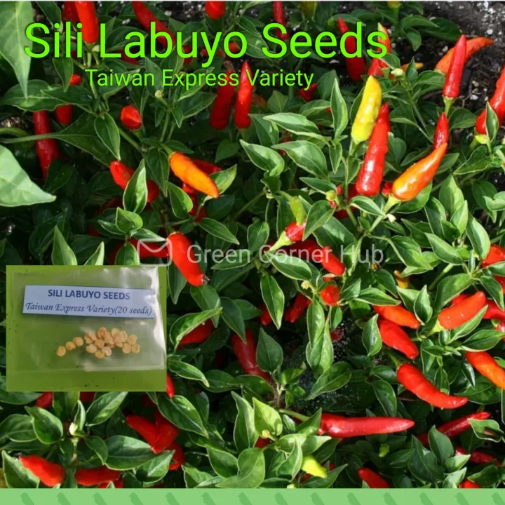 Sili Labuyo Seeds (Taiwan Express Variety) | Lazada PH