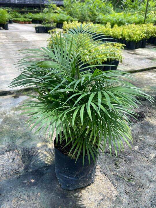 JAVA PALM @ JAWA PLUM [REAL LIVE PLANTS] | Lazada