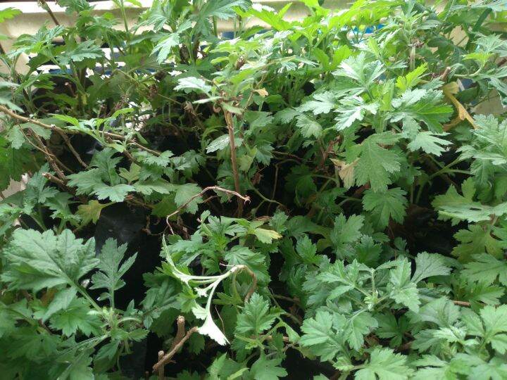 Damong Maria ( Live Plant, Medicinal Herb ) | Lazada PH