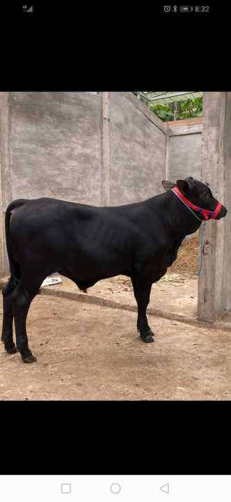 BRANGOS SAPI/HEAD HEALTER/TALI KELUH | Lazada Indonesia